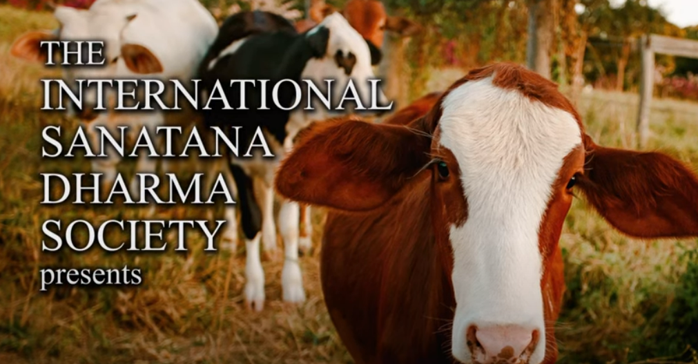 The Importance of Cow Protection