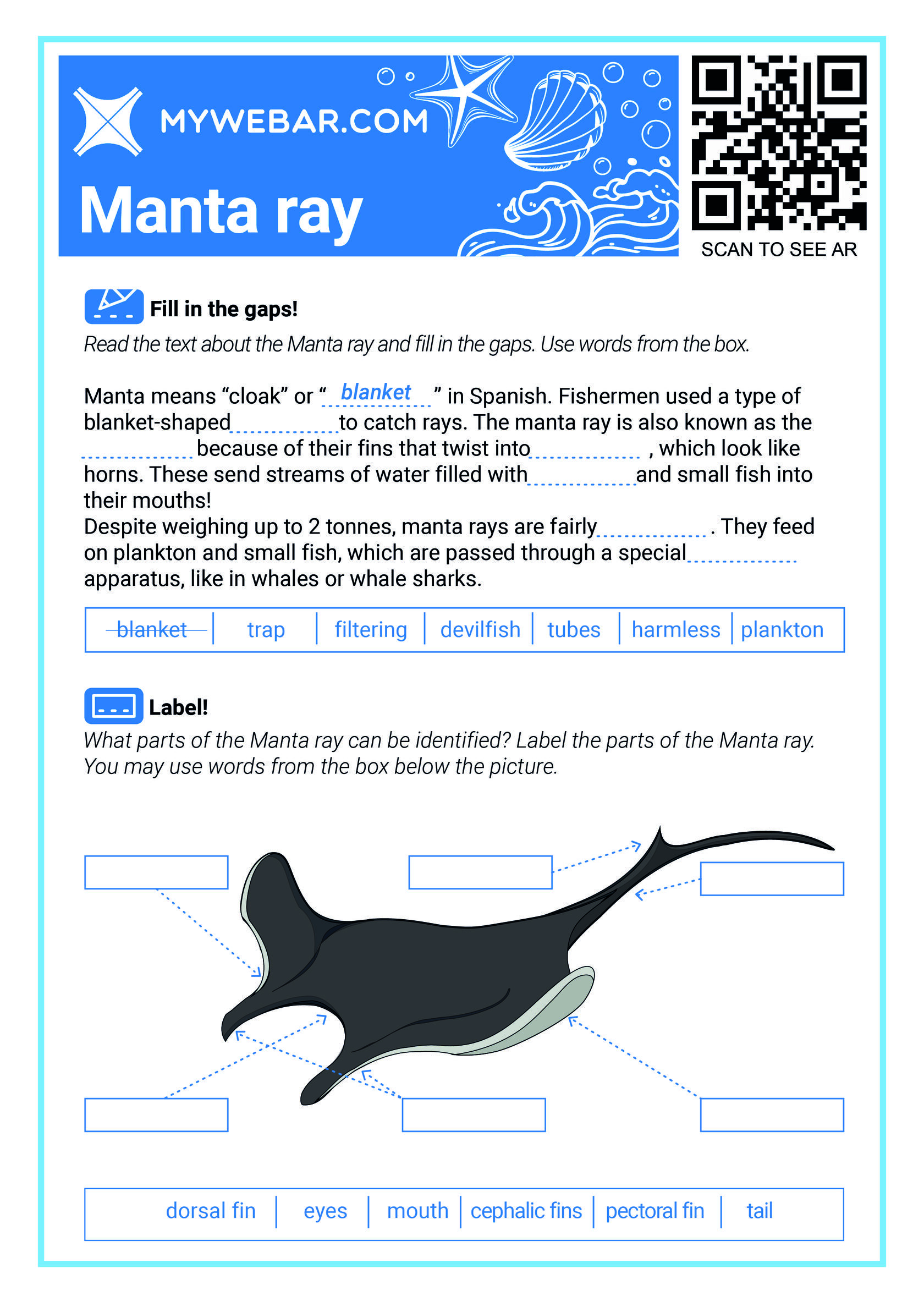 Manta Ray