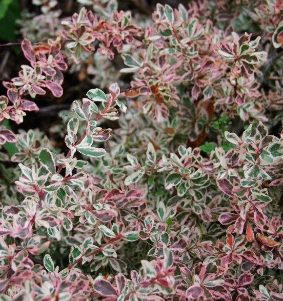 DWARF VARIEGATED PYRACANTHA